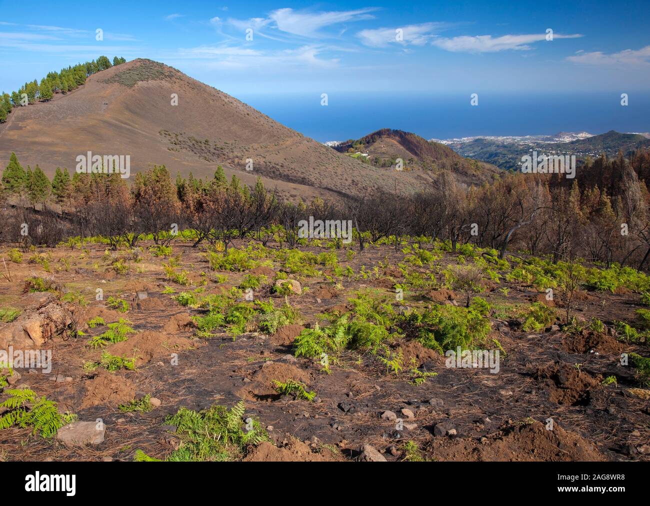 Gran Canaria, November 2019, zone Fuente Fria three months after ...