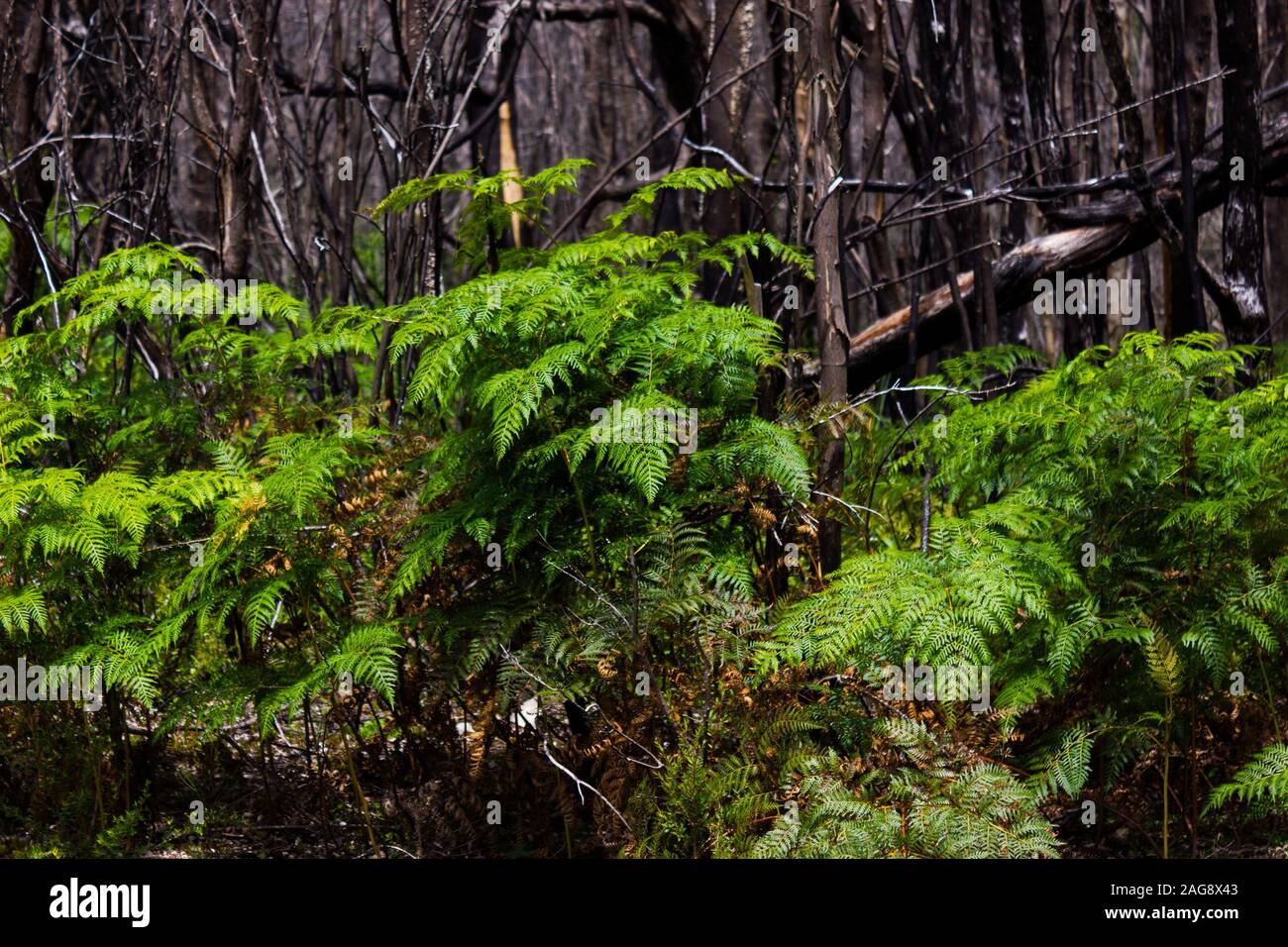 High angle closeup shot of a bush of a pine plant growing in the woods ...