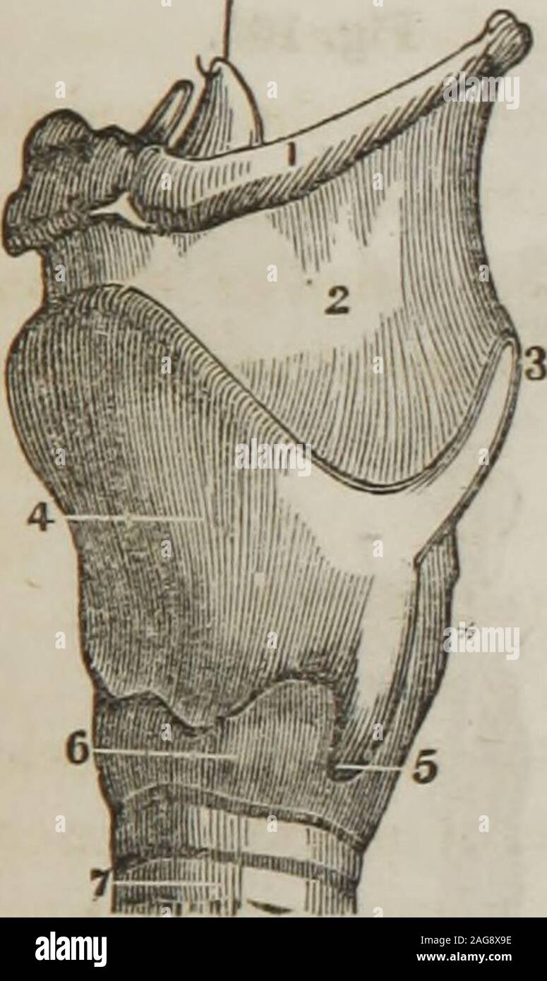 . A treatise on anatomy, physiology, and hygiene : designed for ...