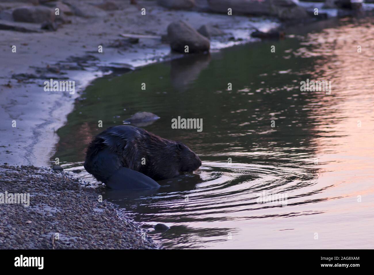 Wet beaver hi-res stock photography and images - Alamy