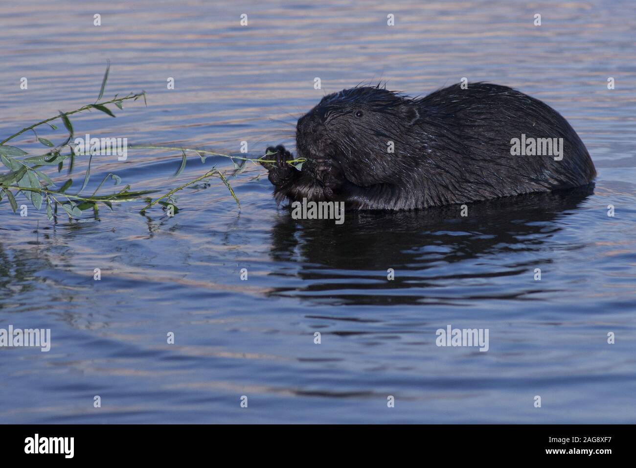 Beaver eating a fresh twig in the water Stock Photo - Alamy