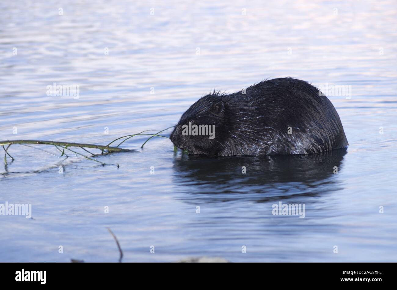 Beaver lodges hi-res stock photography and images - Alamy