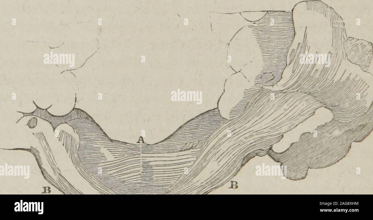 . Principles of human physiology : with their chief applications to ...