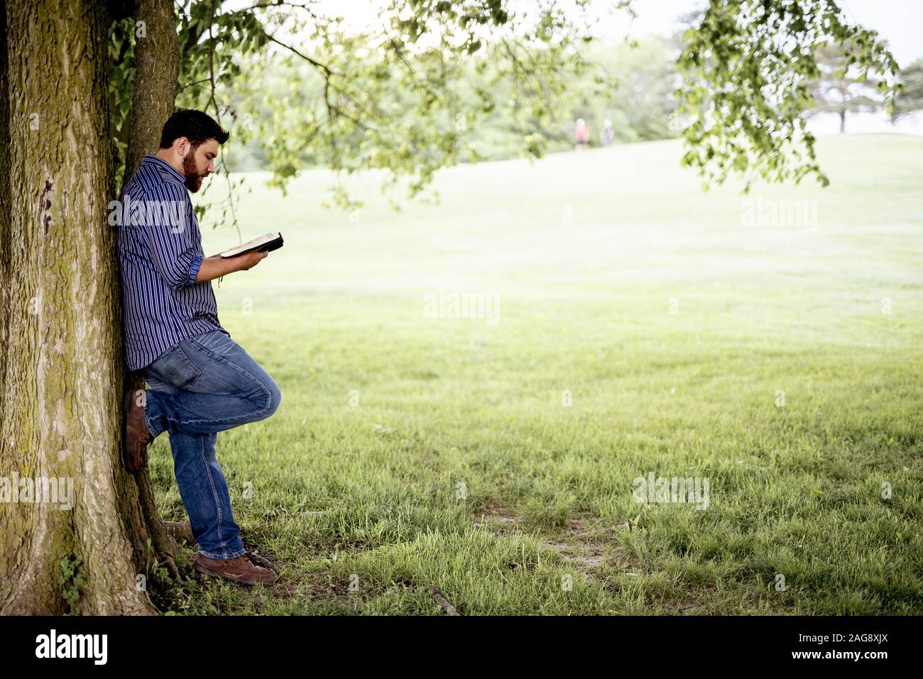 Male leaned against a tree while reading the bible with a blurred ...