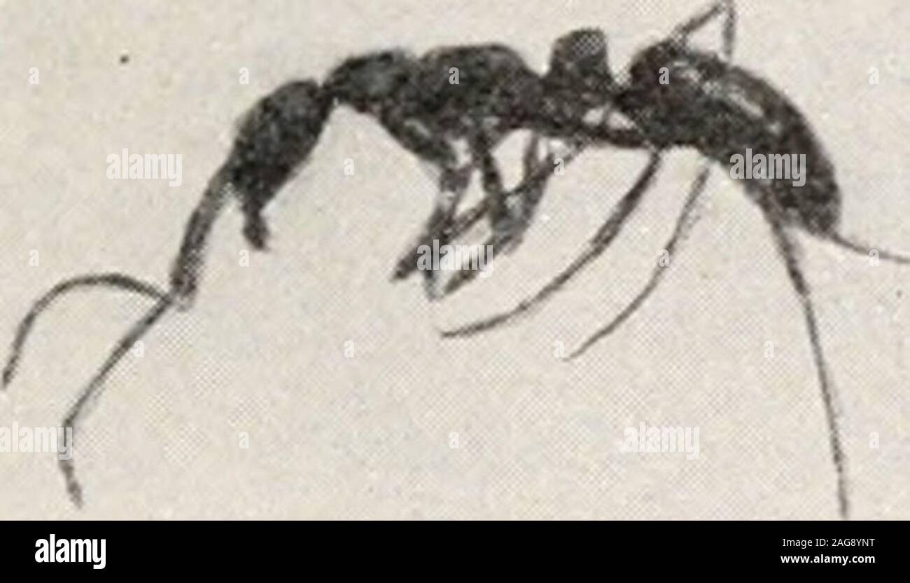 . Ants; their structure, development and behavior Stock Photo - Alamy