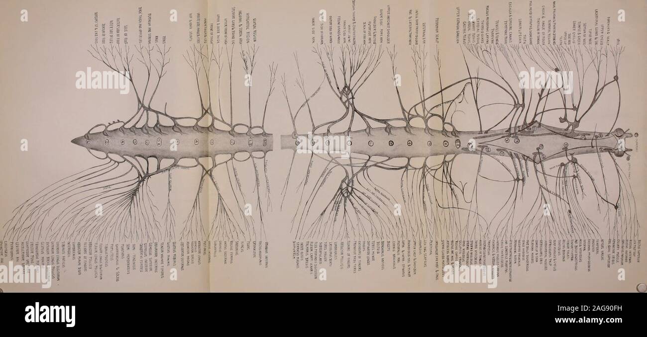 Hemianopia hi-res stock photography and images - Alamy
