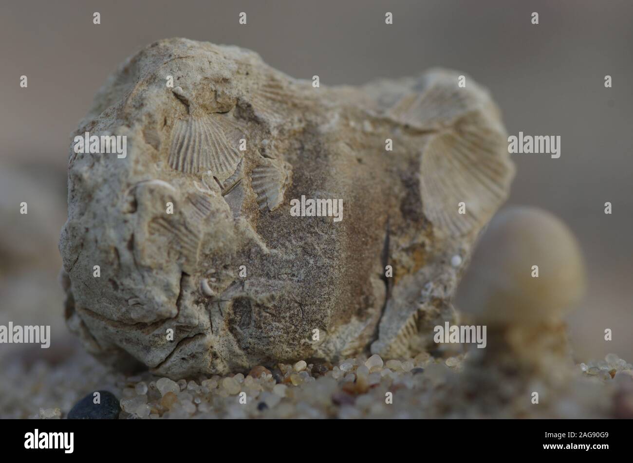 Small shell fossils hi-res stock photography and images - Alamy