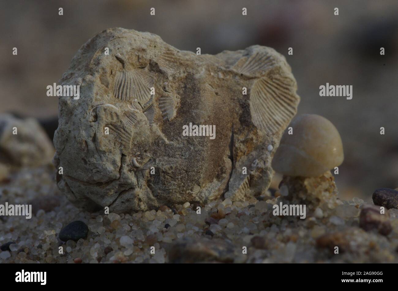 Small shell fossils hi-res stock photography and images - Alamy