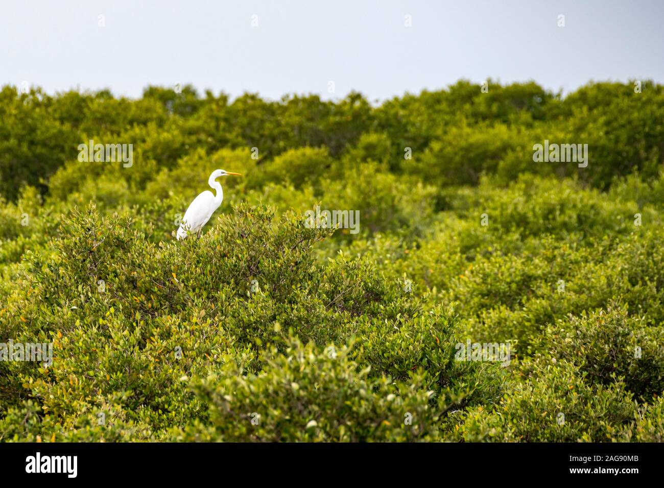 Western Reef Heron standing at the top of a tree in the mangrove Stock ...