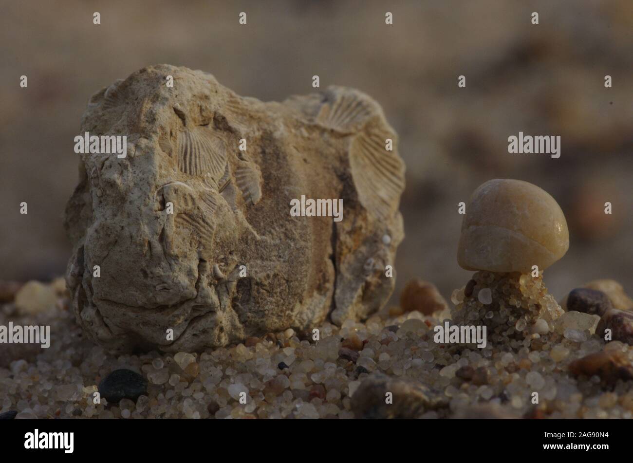 Small shell fossils hi-res stock photography and images - Alamy