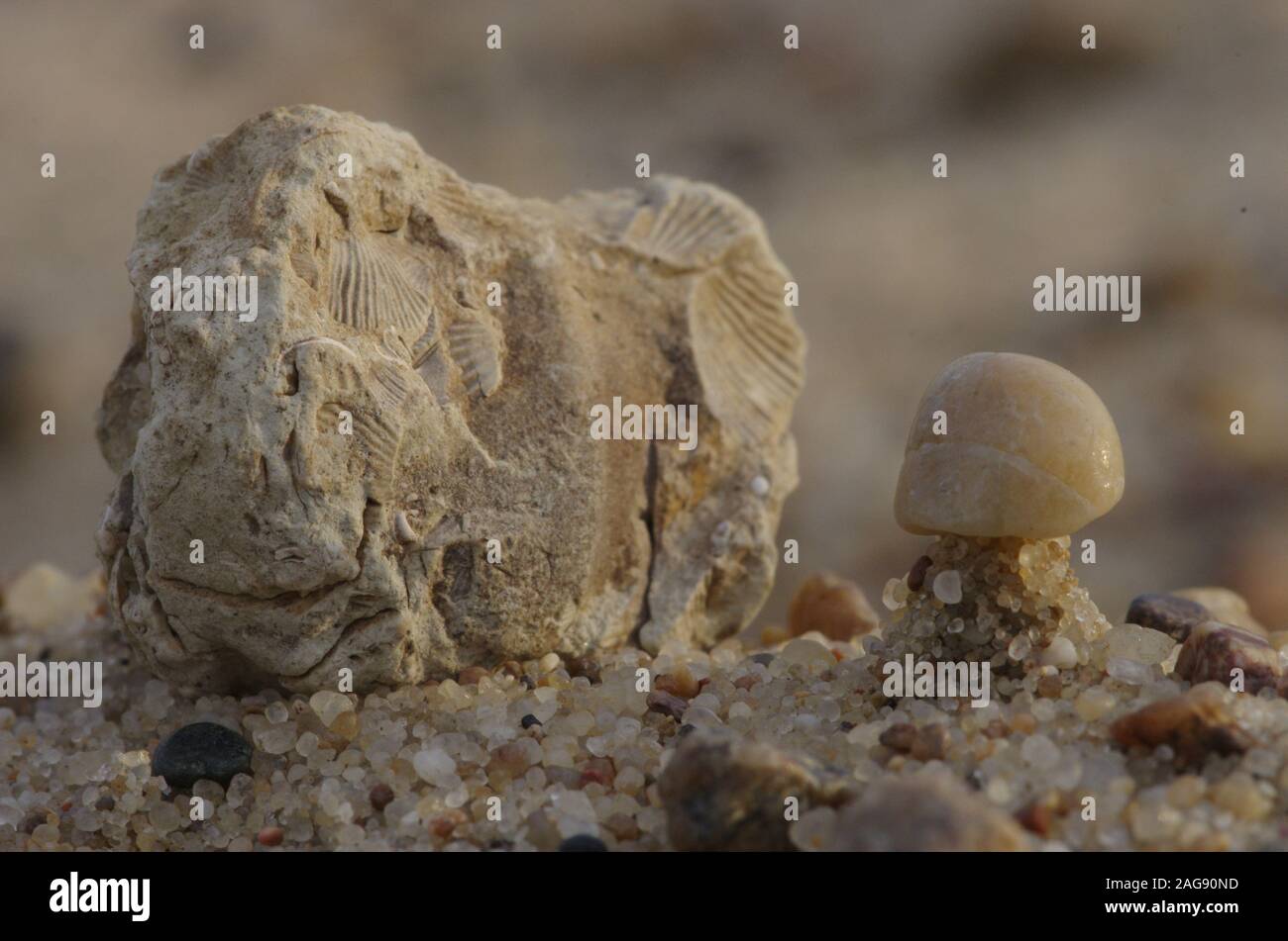 Small shell fossils hi-res stock photography and images - Alamy