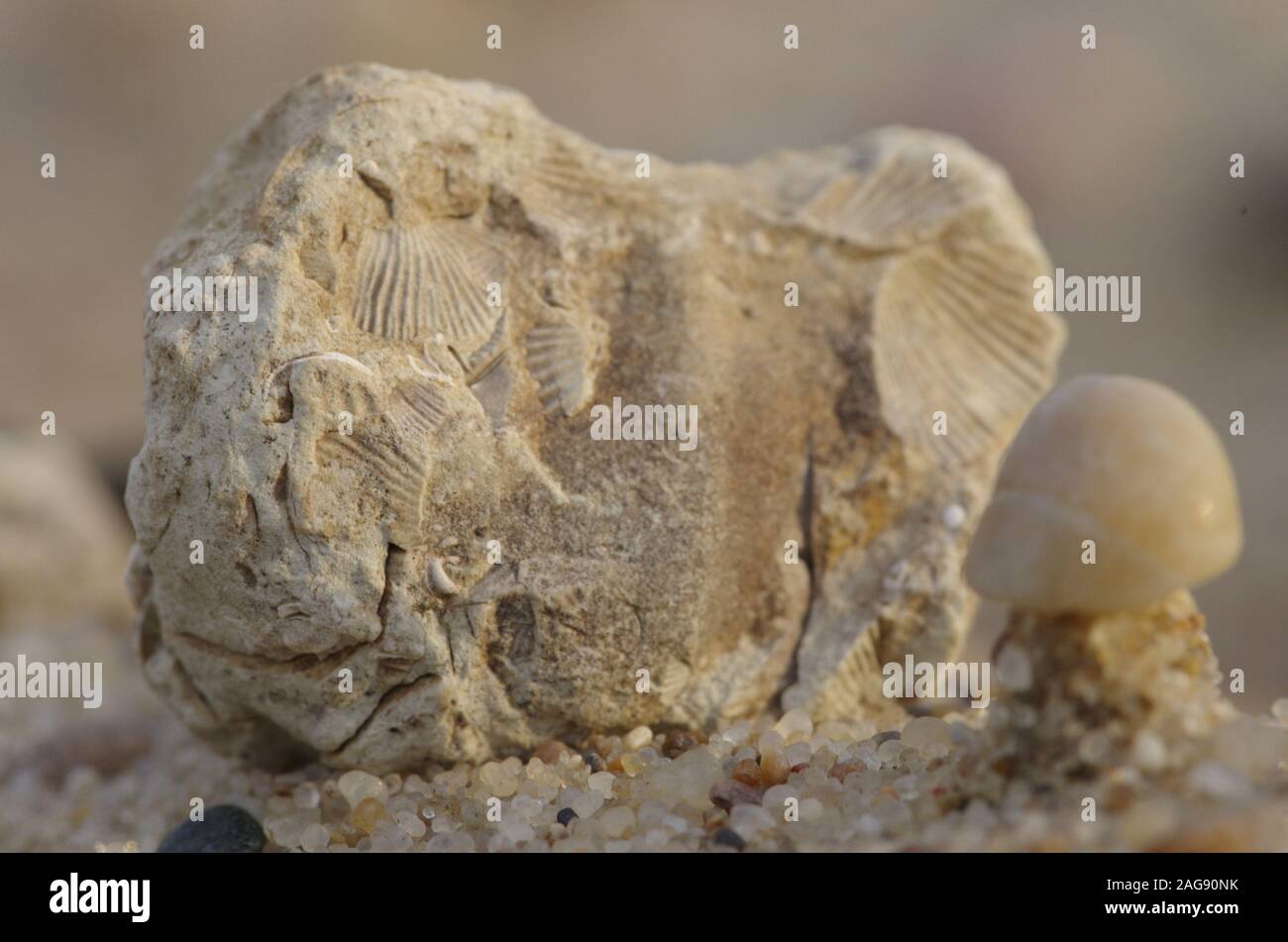 Small shell fossils hi-res stock photography and images - Alamy