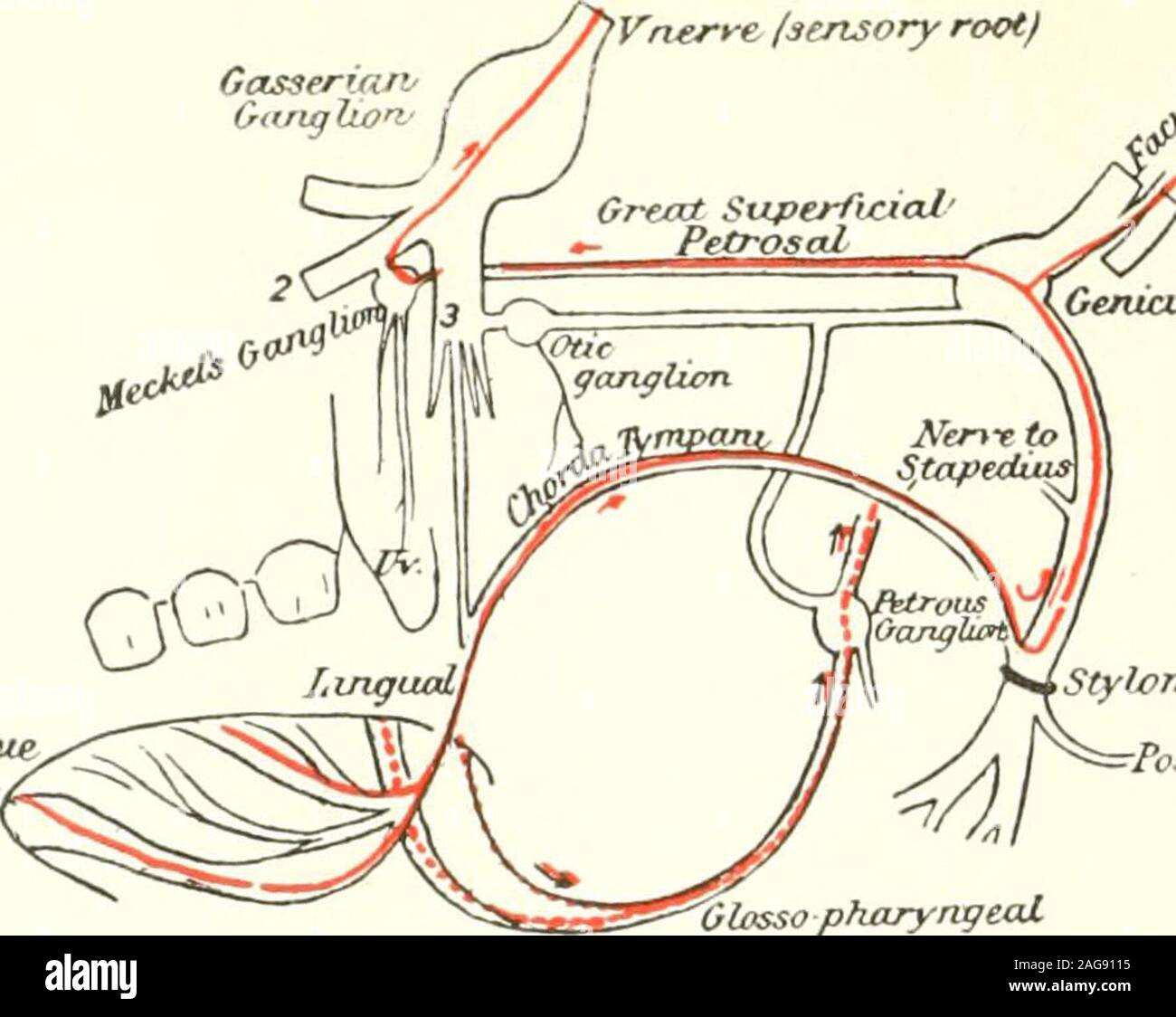 . An atlas of the differential diagnosis of the diseases of the nervous ...