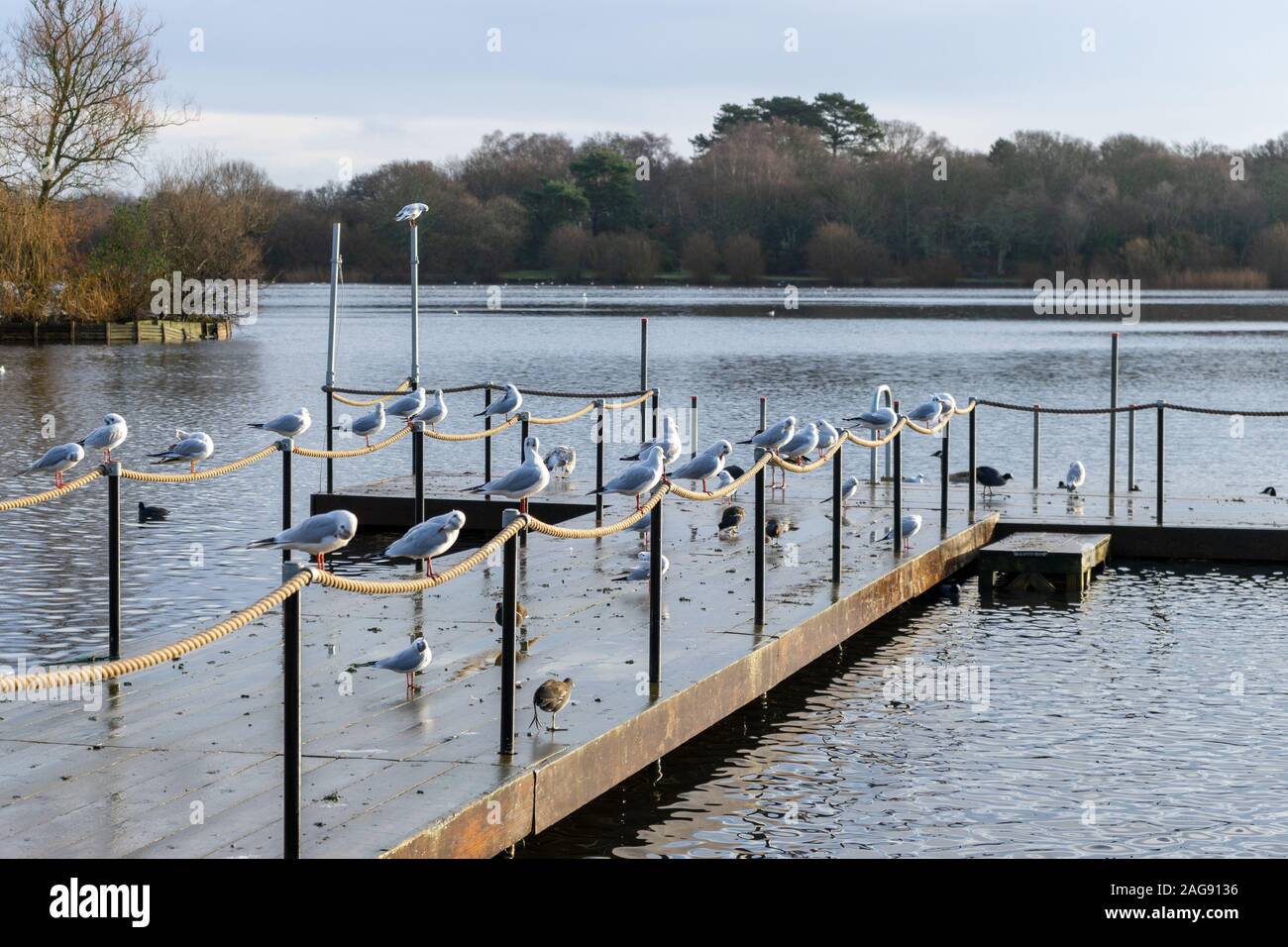 Petersfield lake hi-res stock photography and images - Alamy