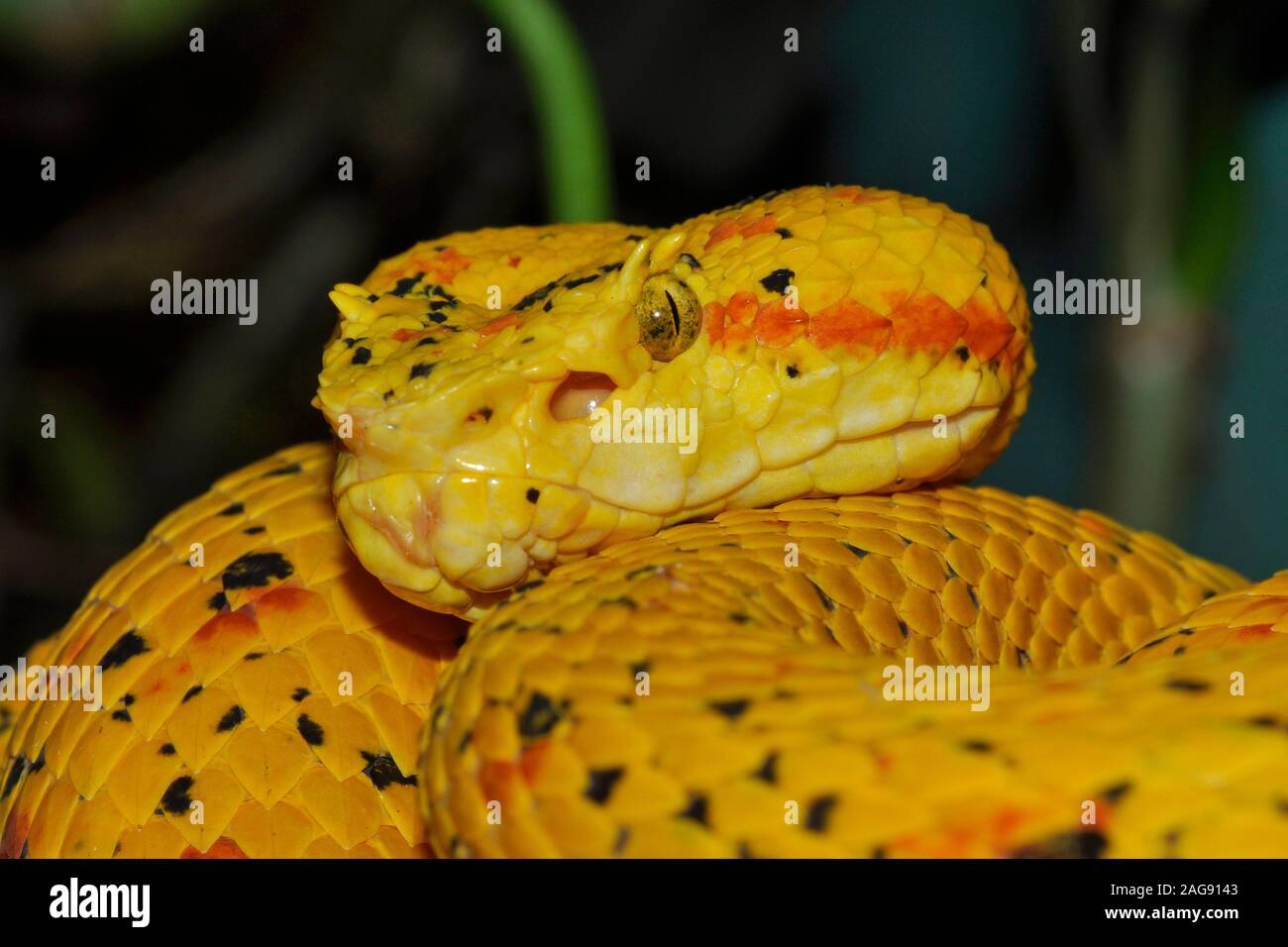 eyelash viper (Bothriechis schlegelii) Costa Rica Stock Photo - Alamy