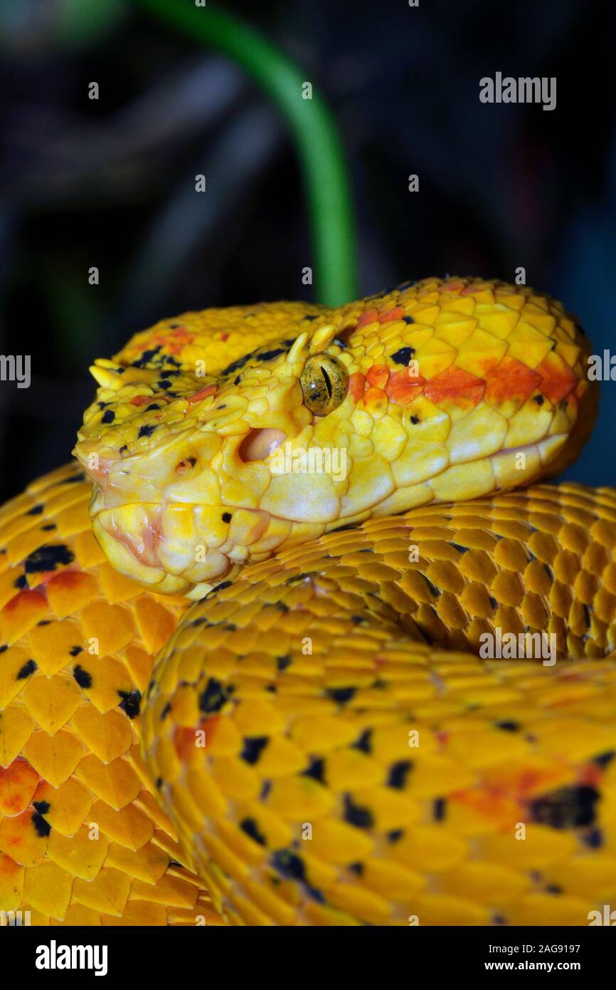 Yellow bothriechis schlegelii hi-res stock photography and images - Alamy