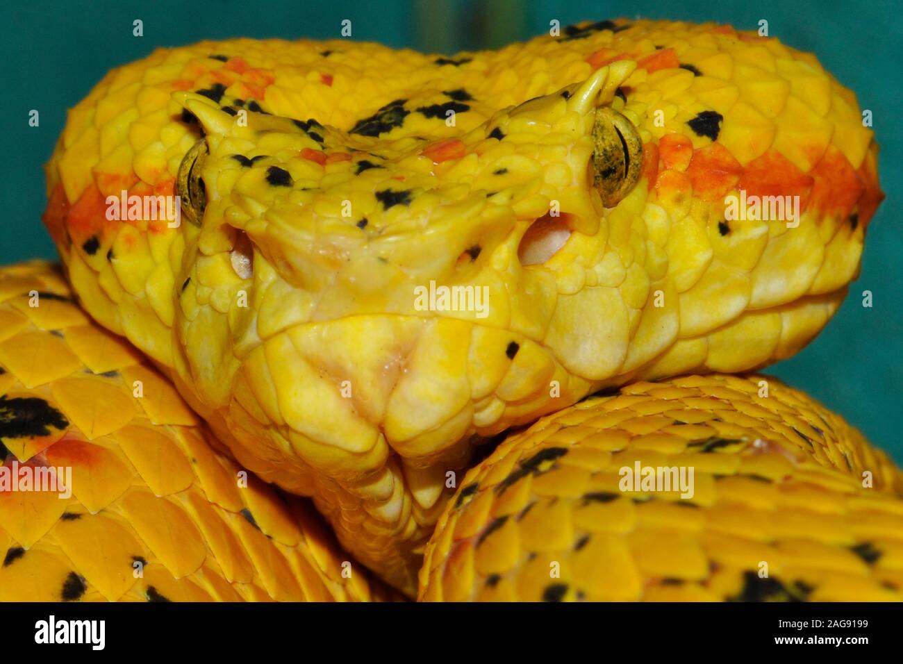 Eyelash Viper Bothriechis Schlegelii High Resolution Stock Photography ...