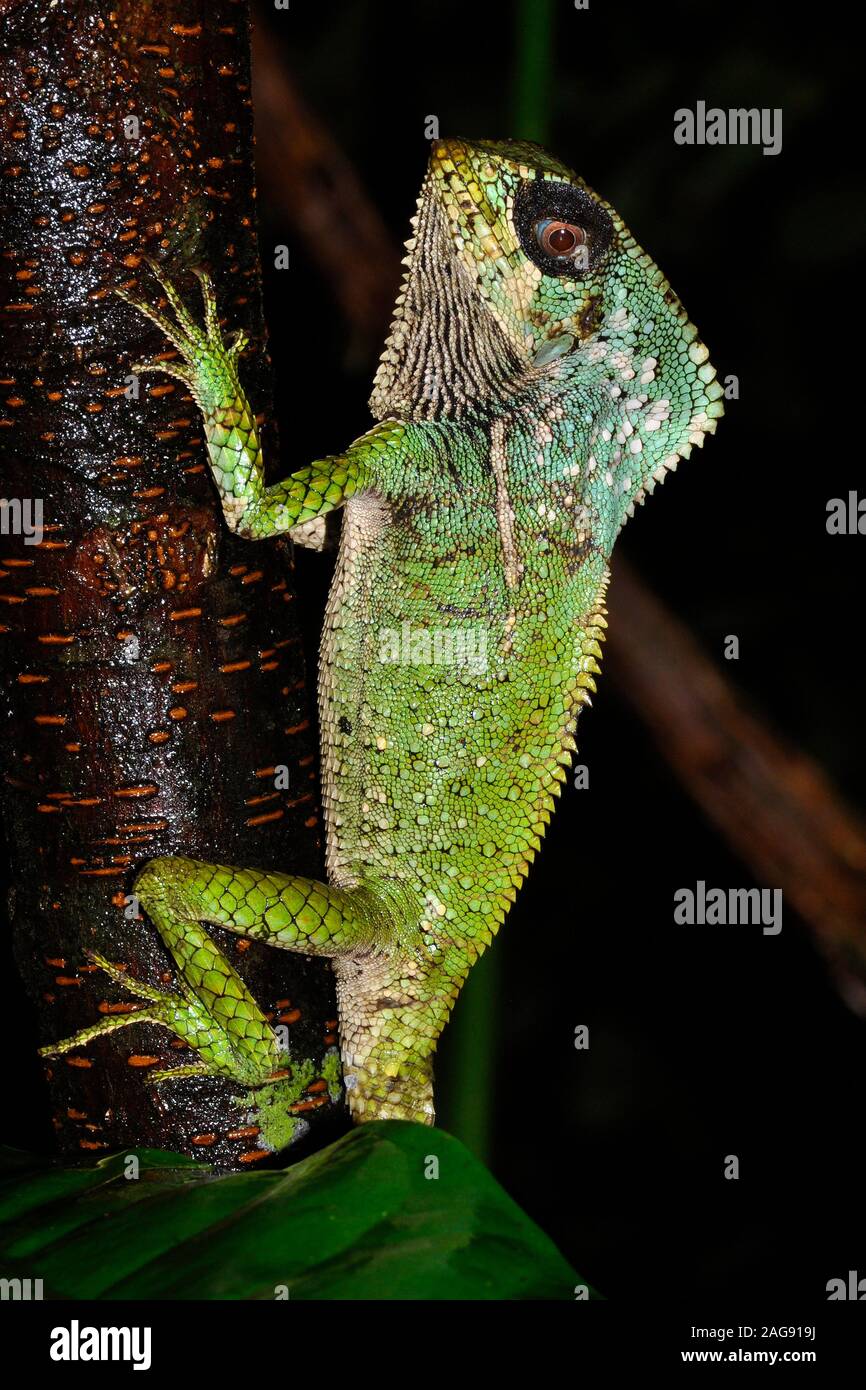 Helmeted iguana, Corytophanes cristatus, Costa Rica Stock Photo - Alamy