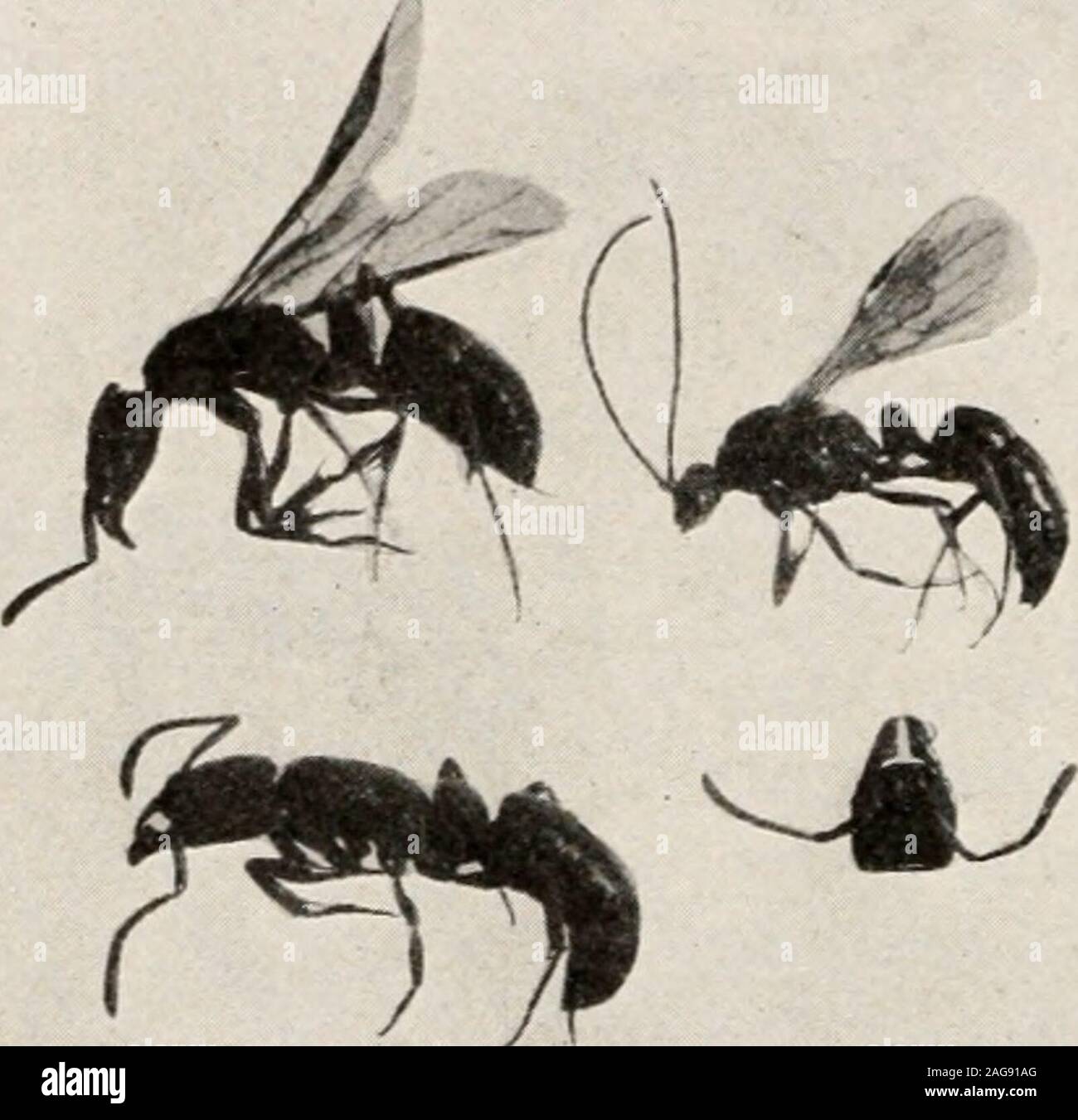 . Ants; their structure, development and behavior. > •> I 234 ANTS ...