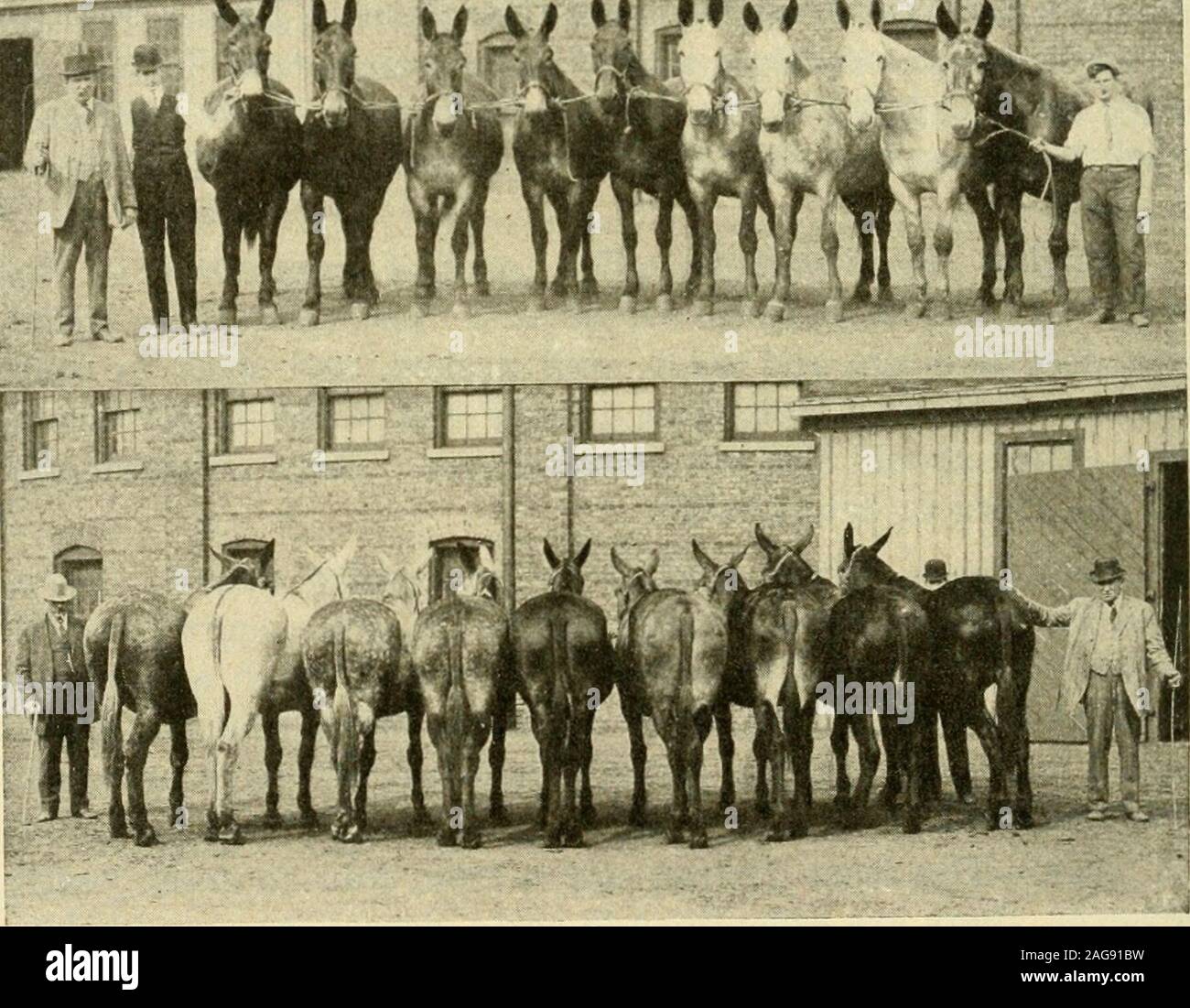 . Types and market classes of live stock. - H H -m. Fig. 115. High ...