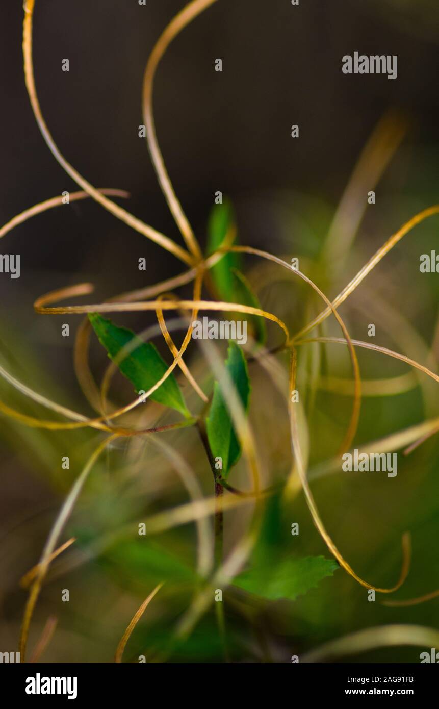 Natural plant calligraphy Stock Photo - Alamy