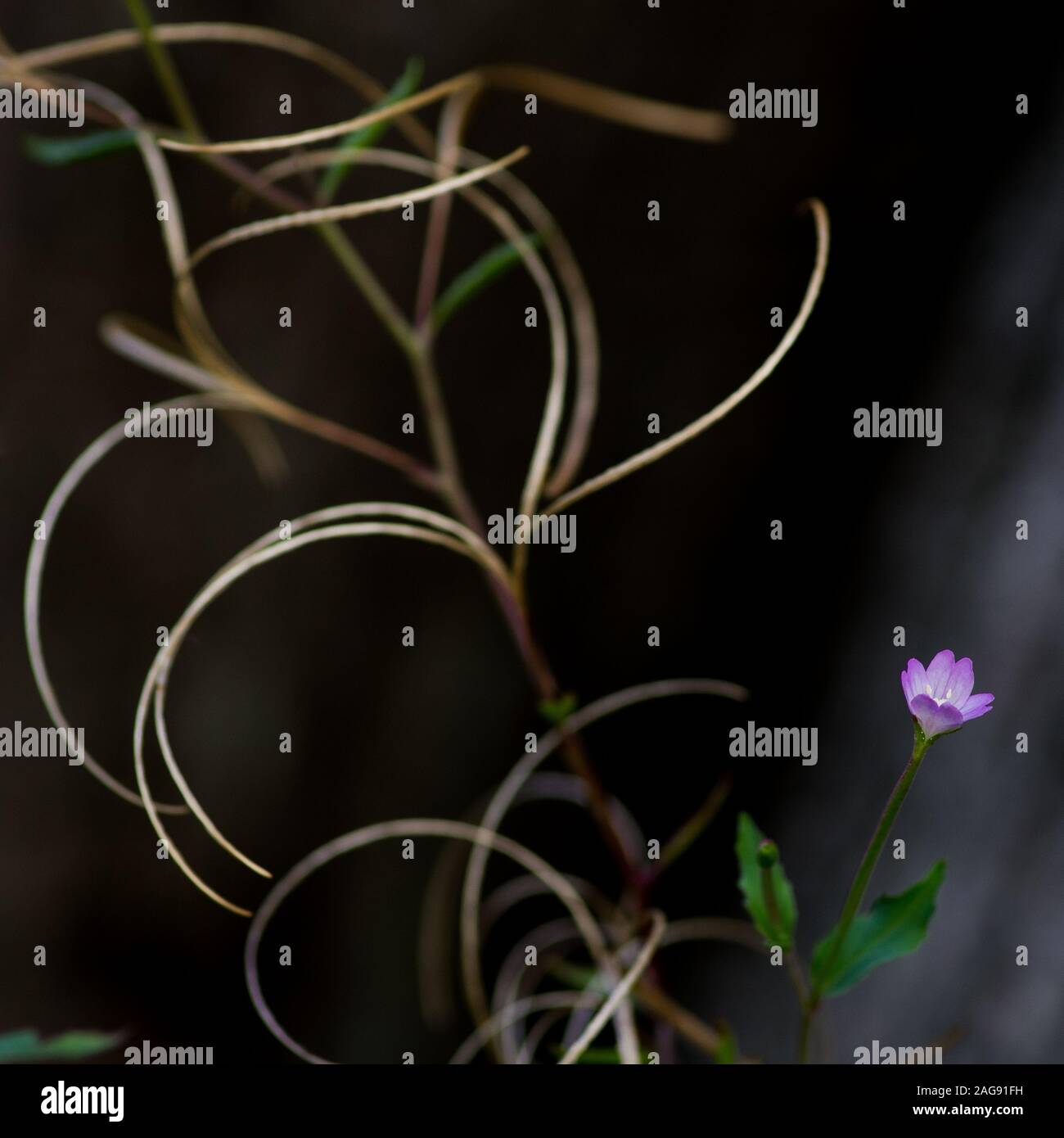 Natural plant calligraphy Stock Photo - Alamy