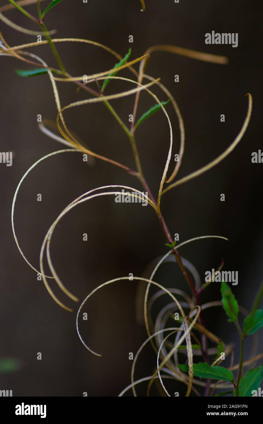 Natural plant calligraphy Stock Photo - Alamy