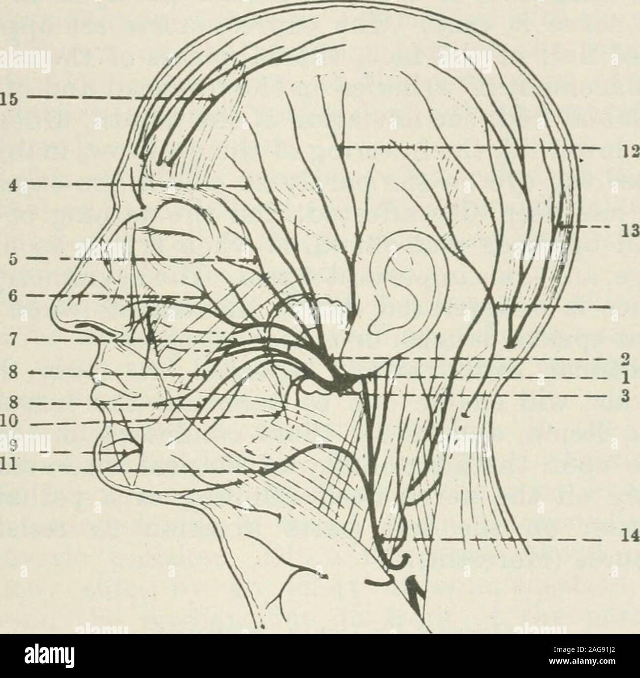 Nerve removal hi-res stock photography and images - Alamy
