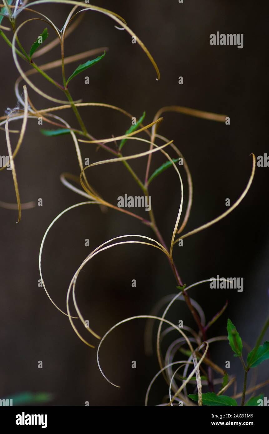 Natural plant calligraphy Stock Photo - Alamy