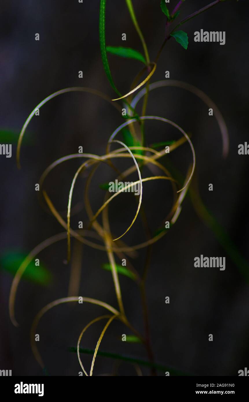 Natural plant calligraphy Stock Photo - Alamy