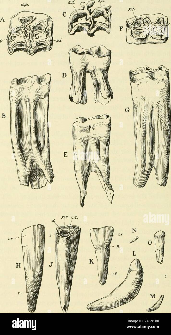 Milk teeth skull hi-res stock photography and images - Alamy