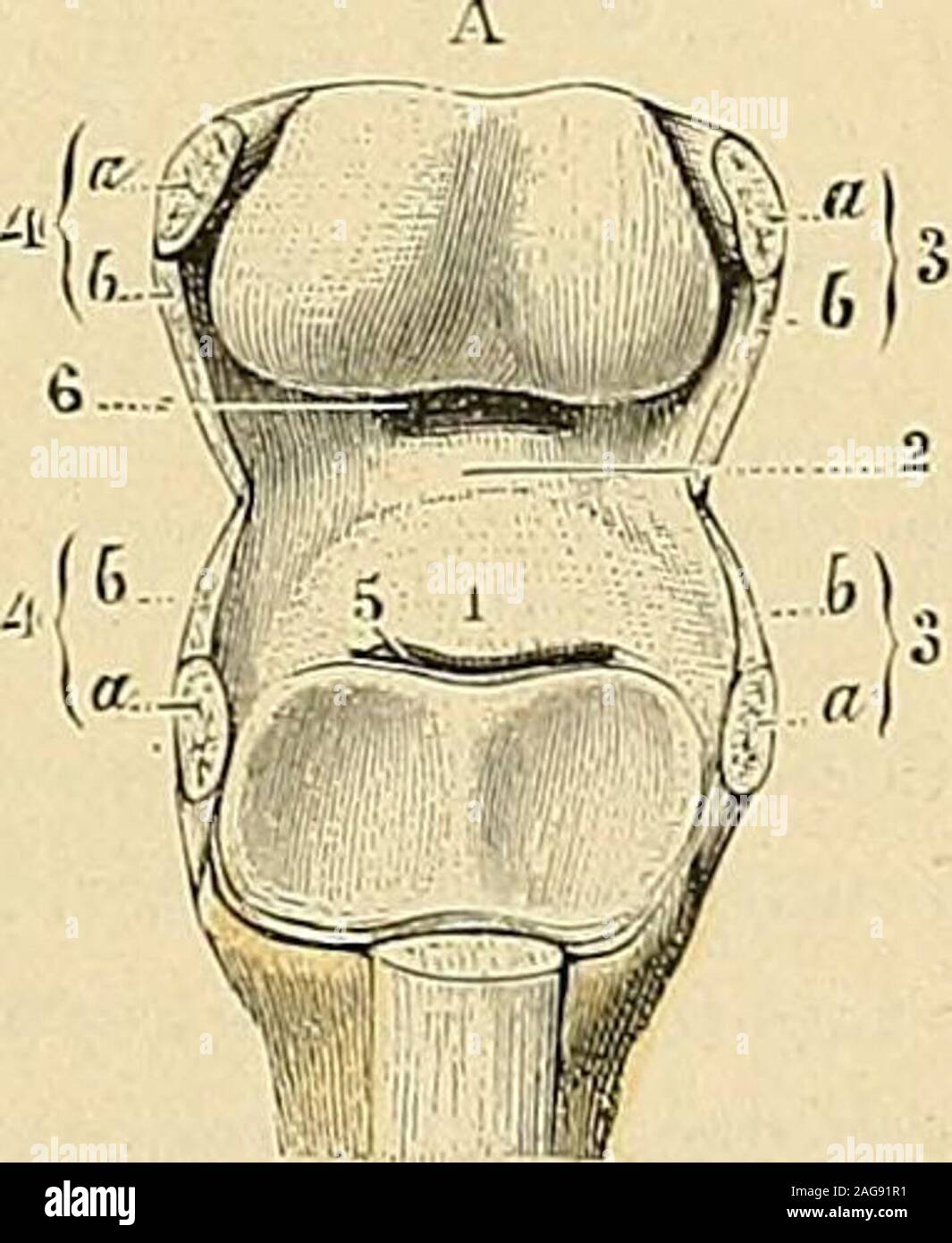 Neure hi-res stock photography and images - Alamy