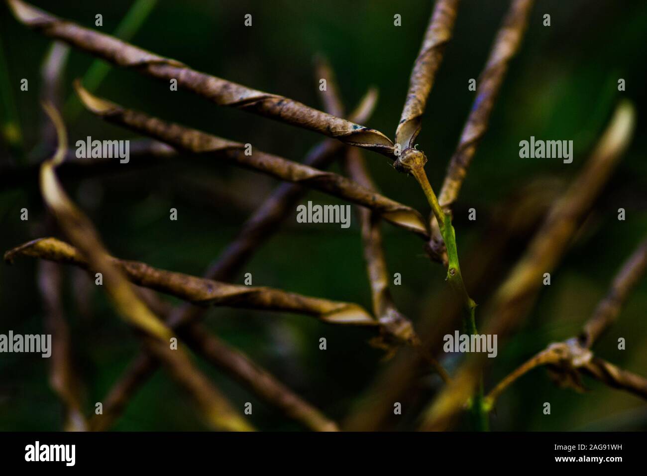 Natural plant calligraphy Stock Photo - Alamy