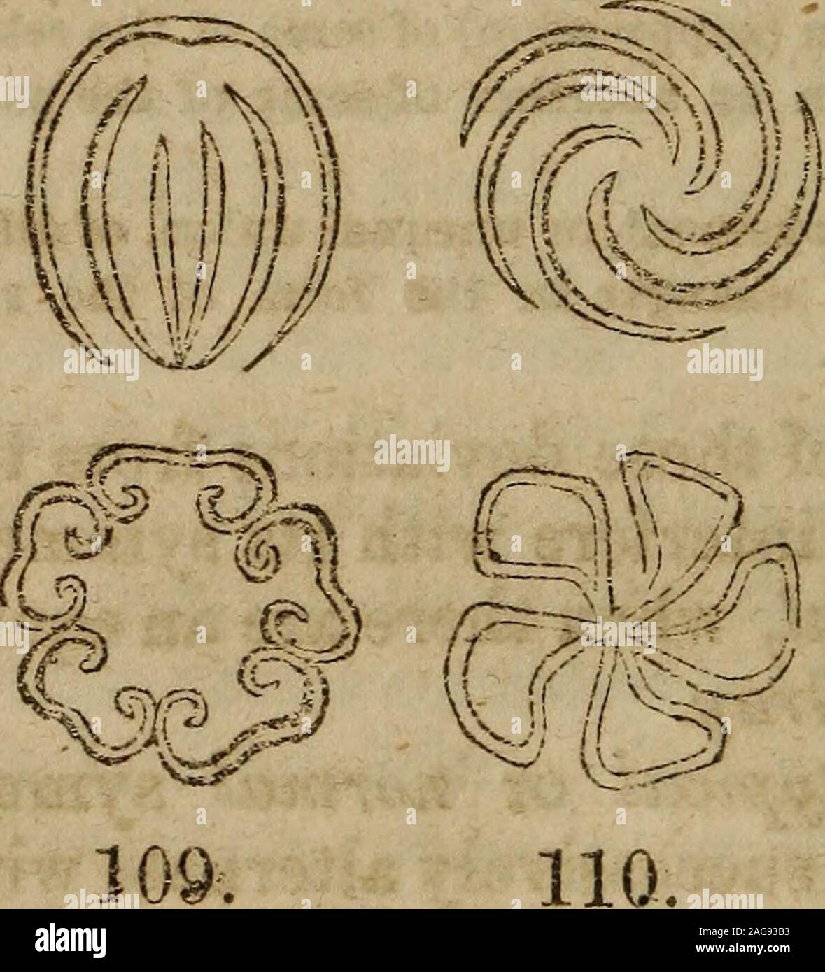 Convolute petals hi-res stock photography and images - Alamy