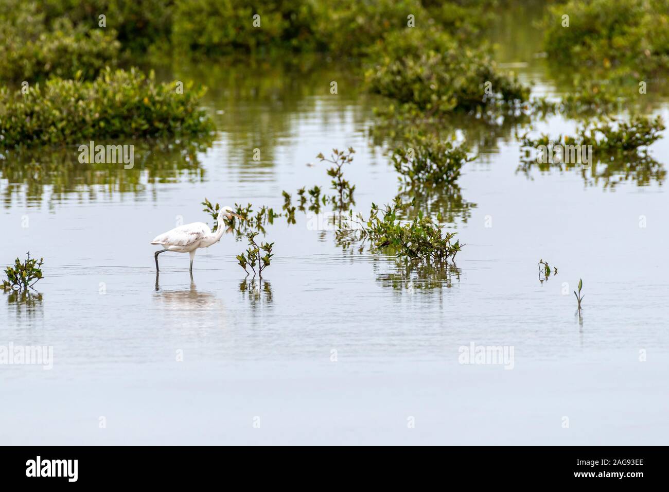Western Reef Heron walking in the mangrove Stock Photo - Alamy