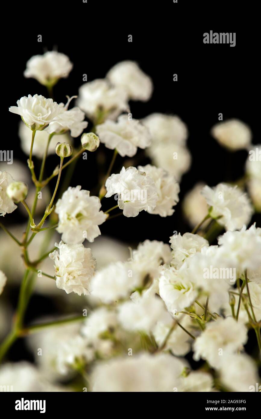 Baby breath plant hi-res stock photography and images - Alamy