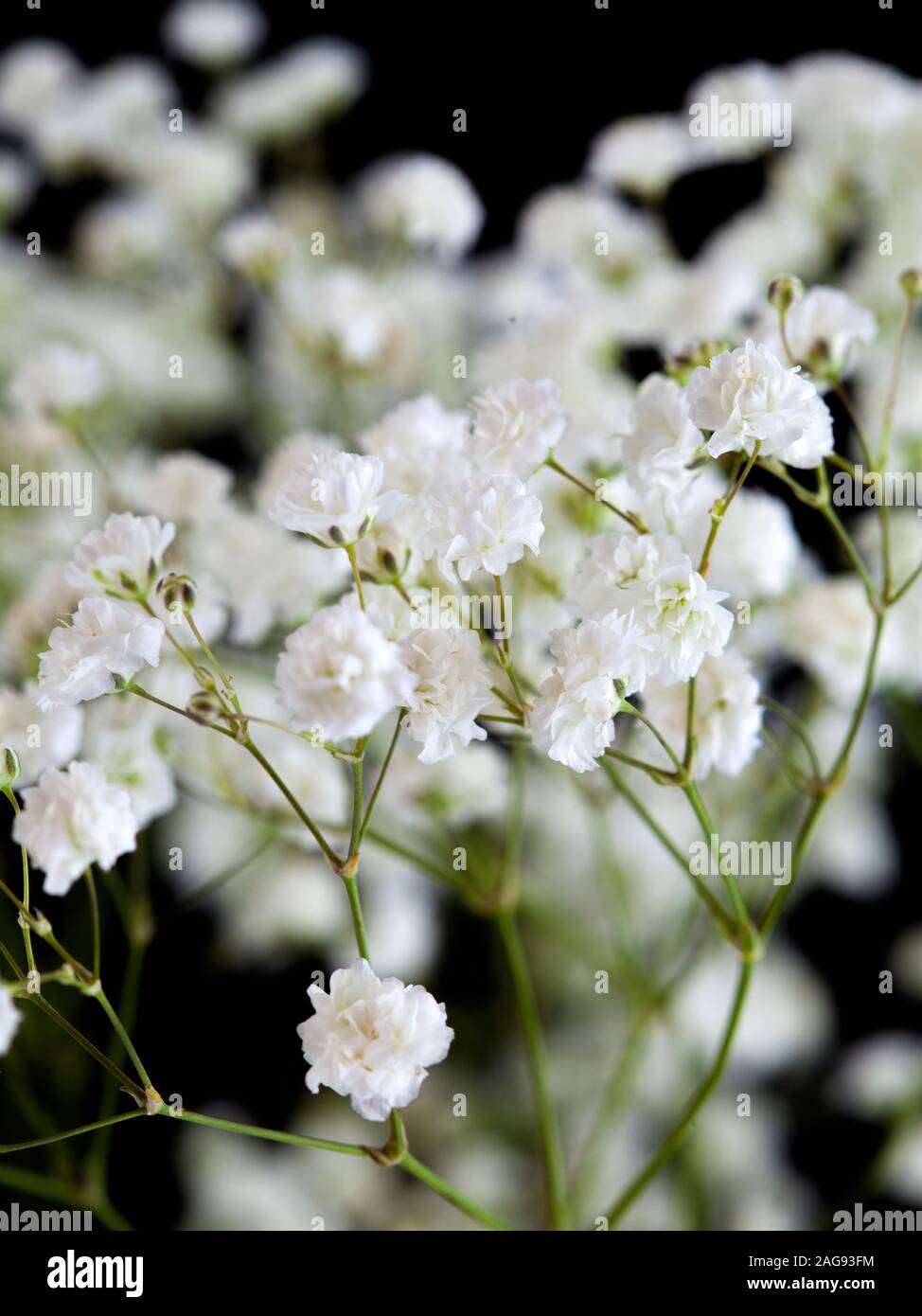 Baby breath plant hi-res stock photography and images - Alamy