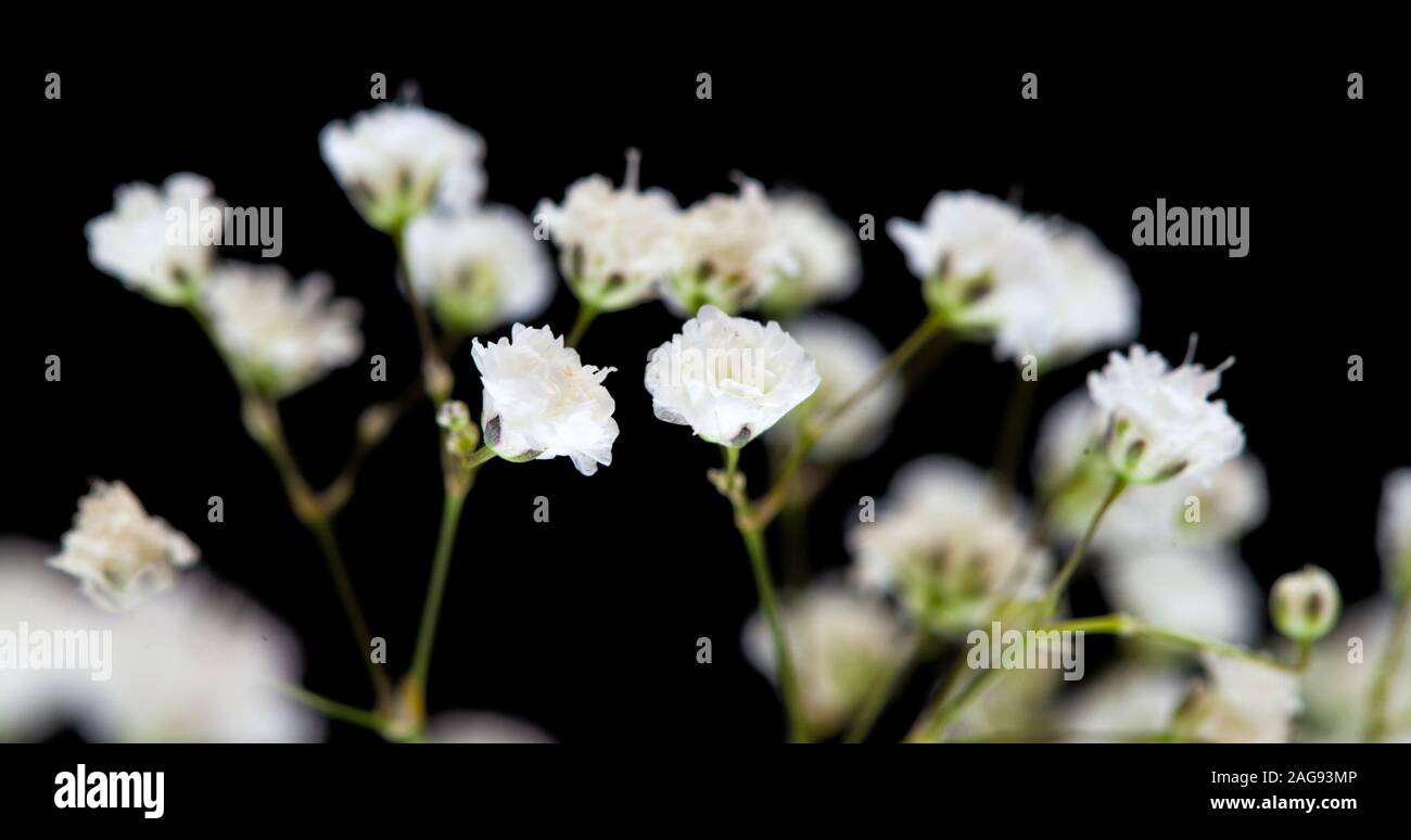 Baby breath plant hi-res stock photography and images - Alamy