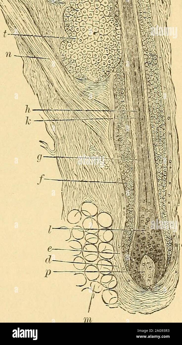 Vitreous membrane hi-res stock photography and images - Alamy