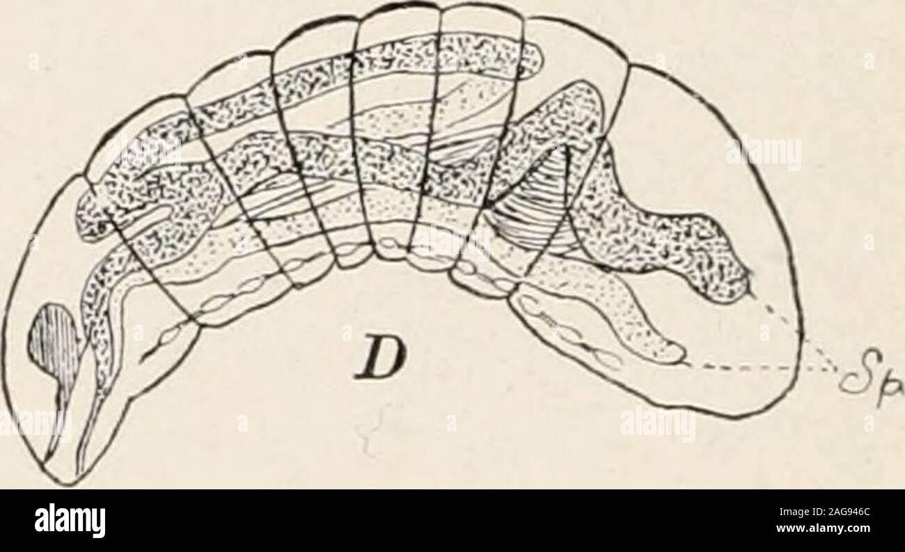 . Ants; their structure, development and behavior. FIG. 124. The ...