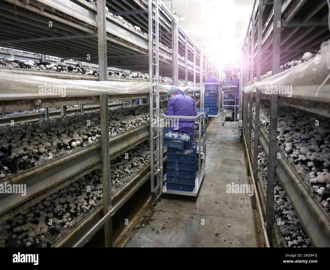 The harvest of mushrooms. Industrial Cultivation of mushrooms Stock ...