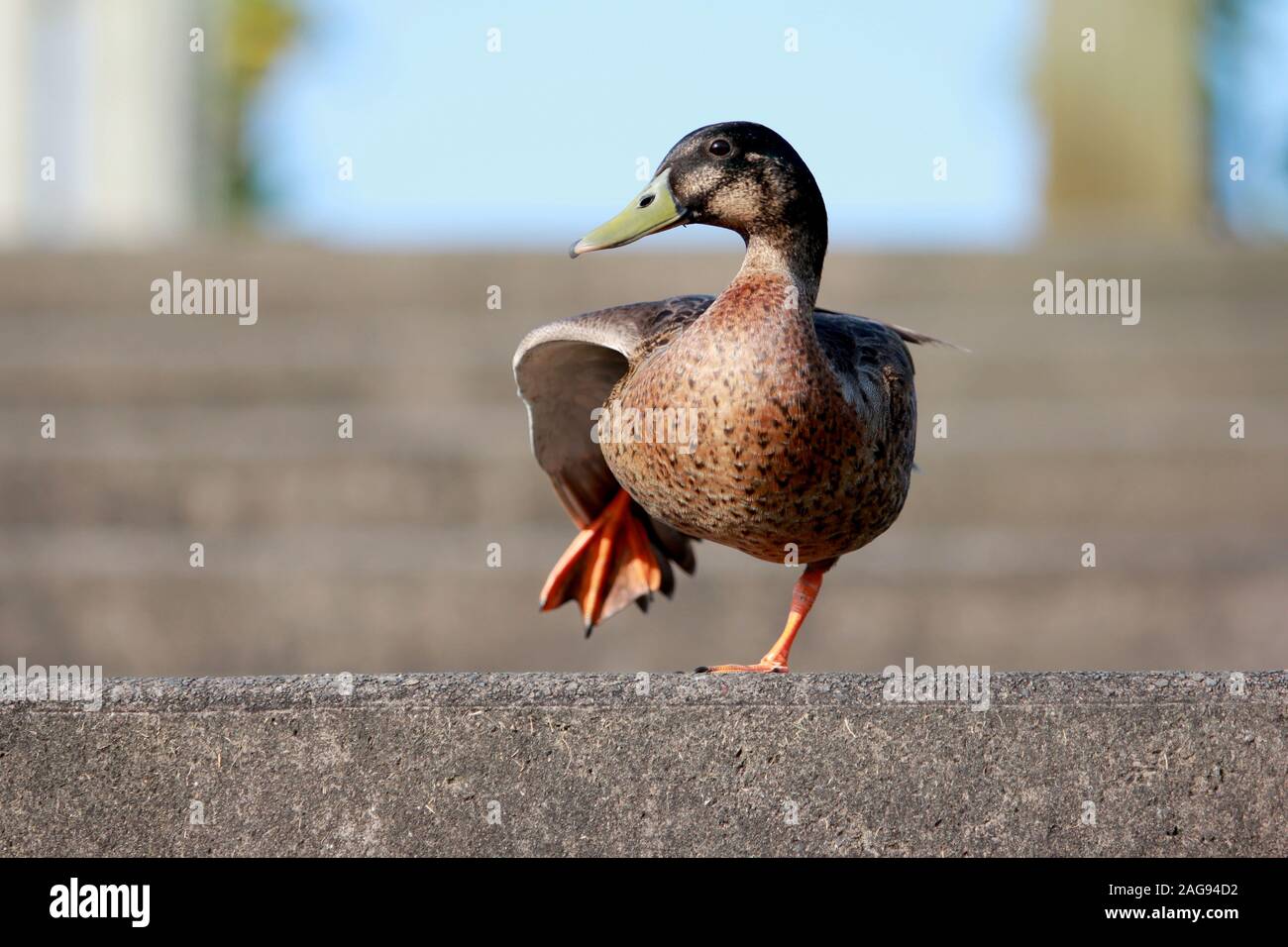 Dancing duck hi-res stock photography and images - Alamy