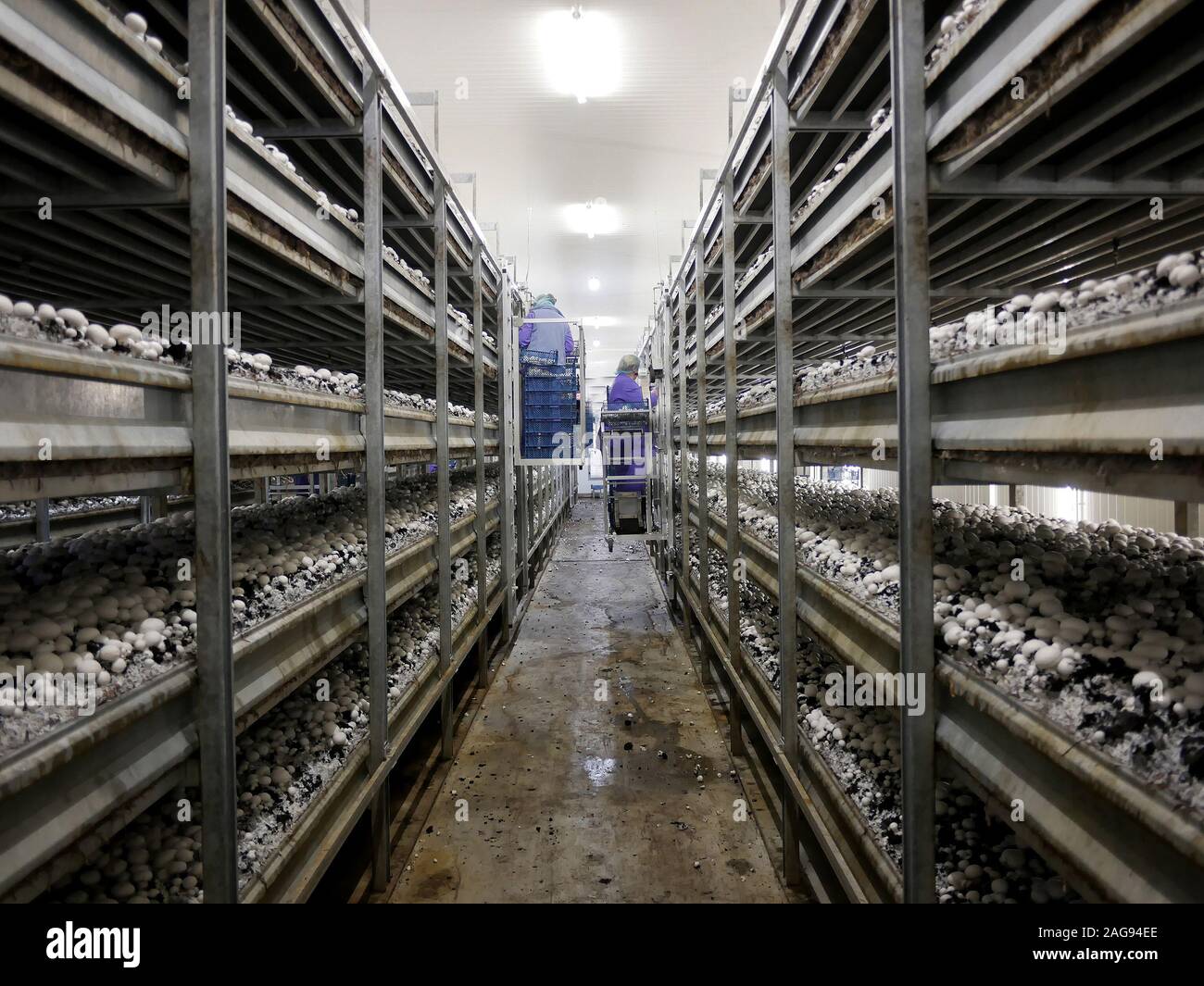 Mushroom farm industrial cultivation white hi-res stock photography and ...