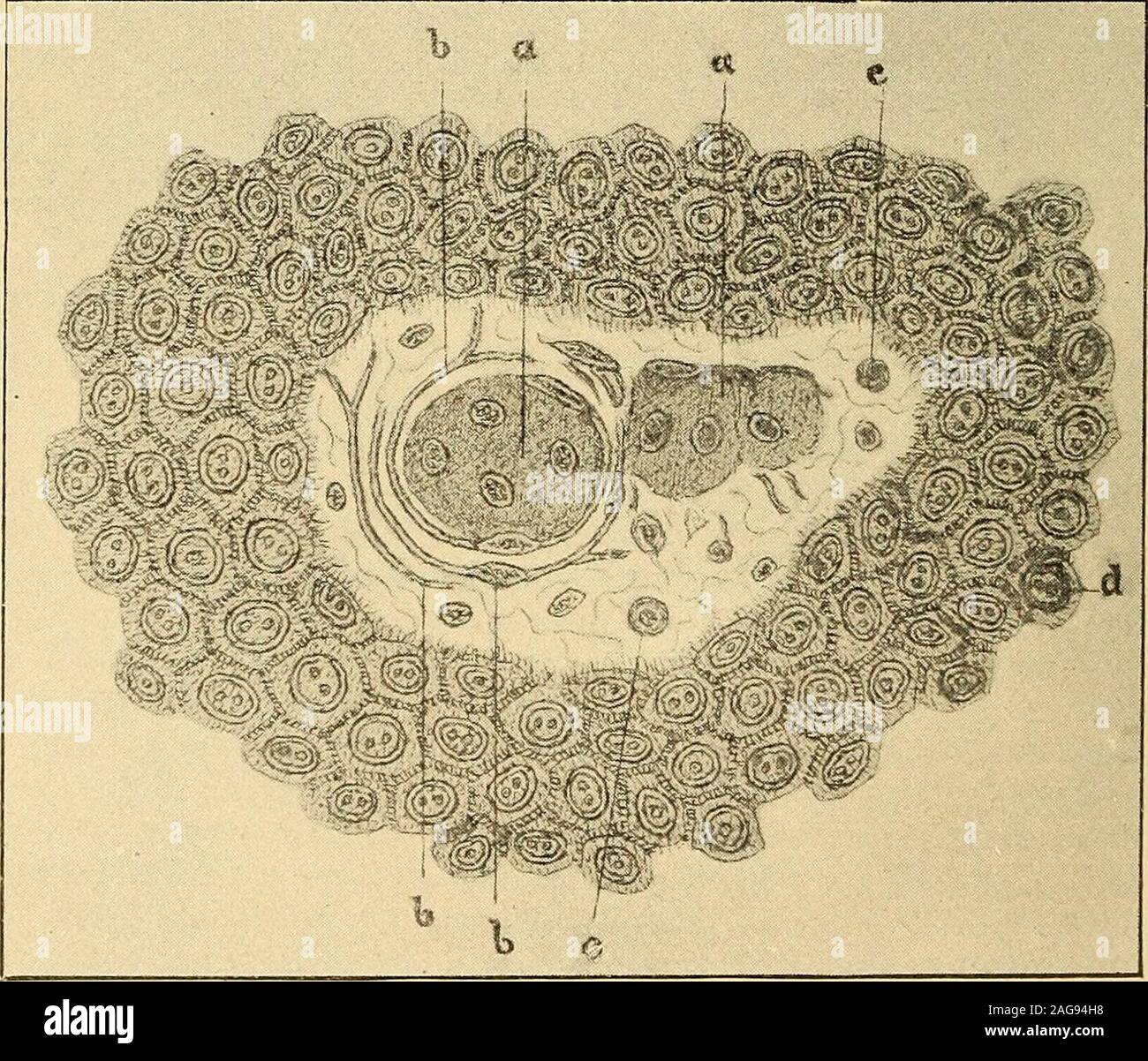 Corpuscle of krause hi-res stock photography and images - Alamy