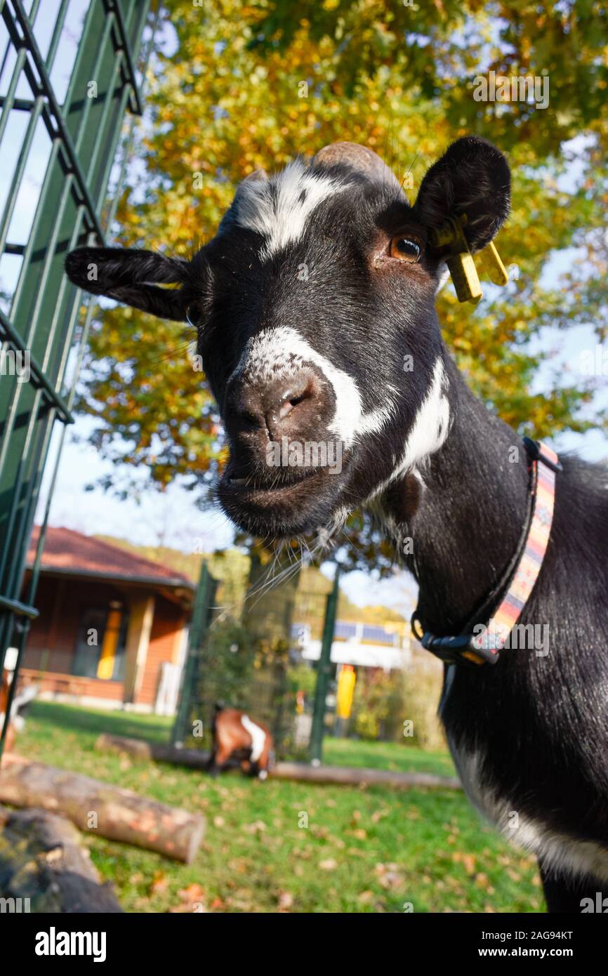 Cute black goat hi-res stock photography and images - Alamy
