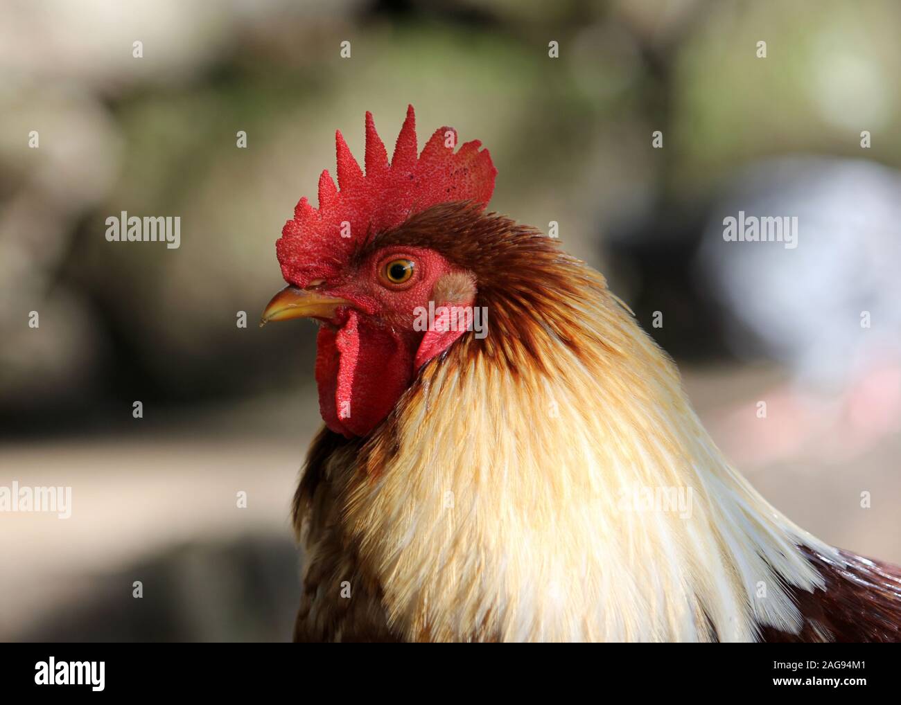 Rooster and barn hi-res stock photography and images - Alamy