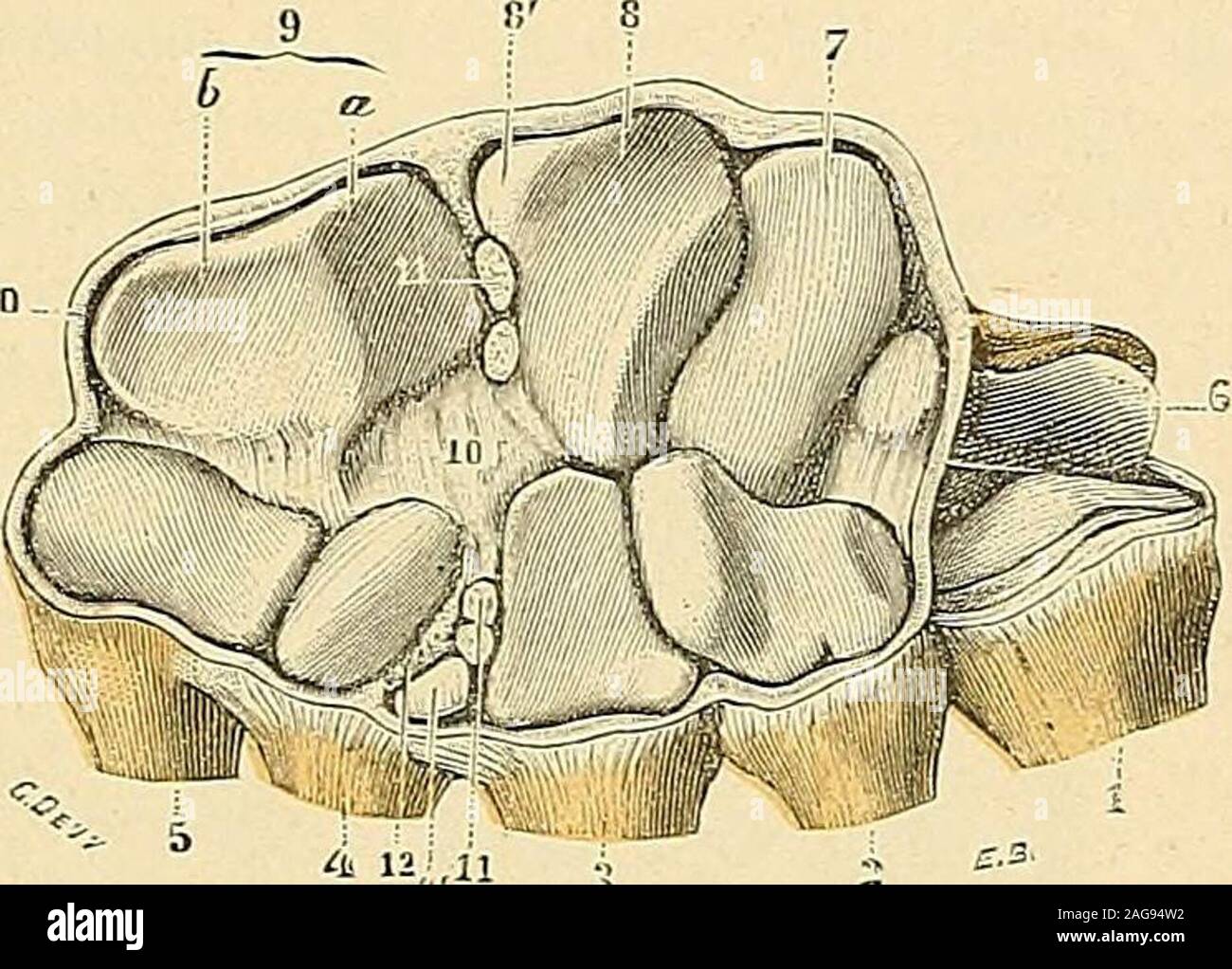 Les doigts et le pouce hi-res stock photography and images - Alamy