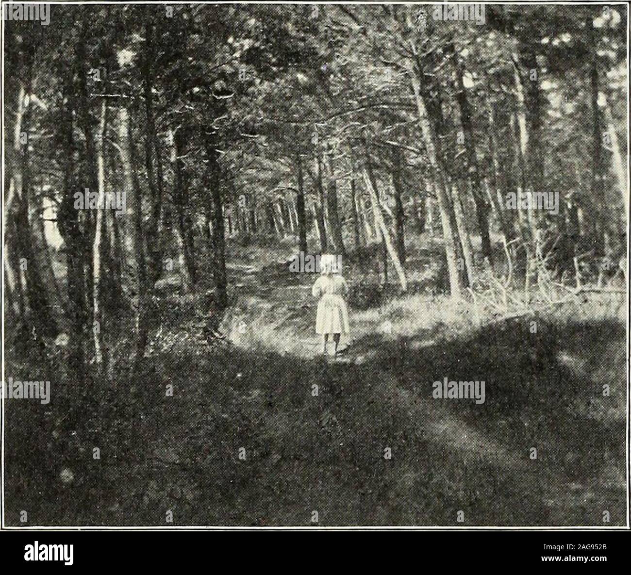 Paeon hi-res stock photography and images - Alamy