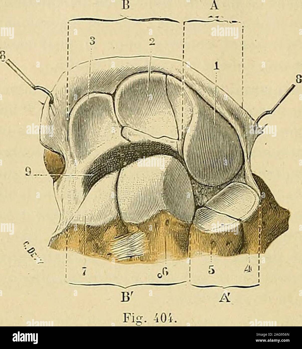 Anatomie de l'os hi-res stock photography and images - Alamy