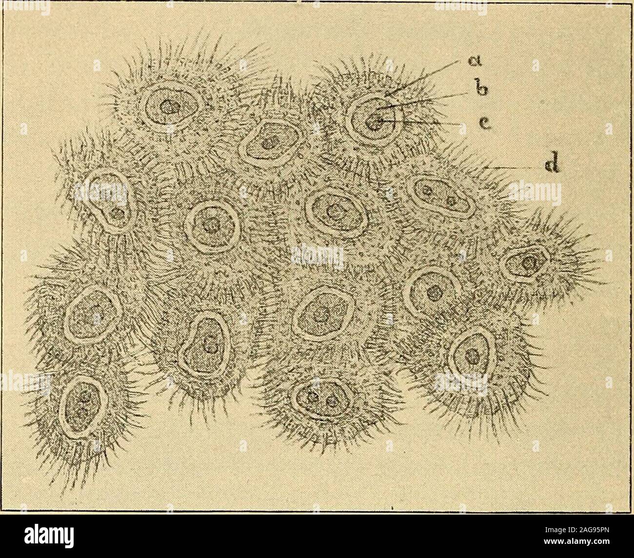 Underlying skin tissue hi-res stock photography and images - Alamy